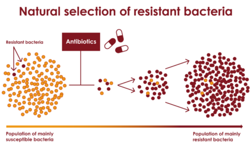 When Bacteria Fight Back: The Rise of Superbugs | by Harvard ...
