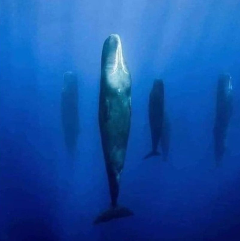 The Enigmatic Sperm Whale: Deep-Sea Giants and Their Complex World | by ...