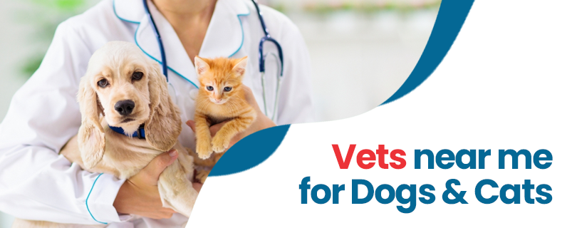 Vets Near Me For Dogs | CGS Hospital - cgs hospital - Medium