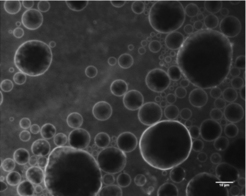 What are the advantages of Microbubbles for insulin (Tissue Engineering ...