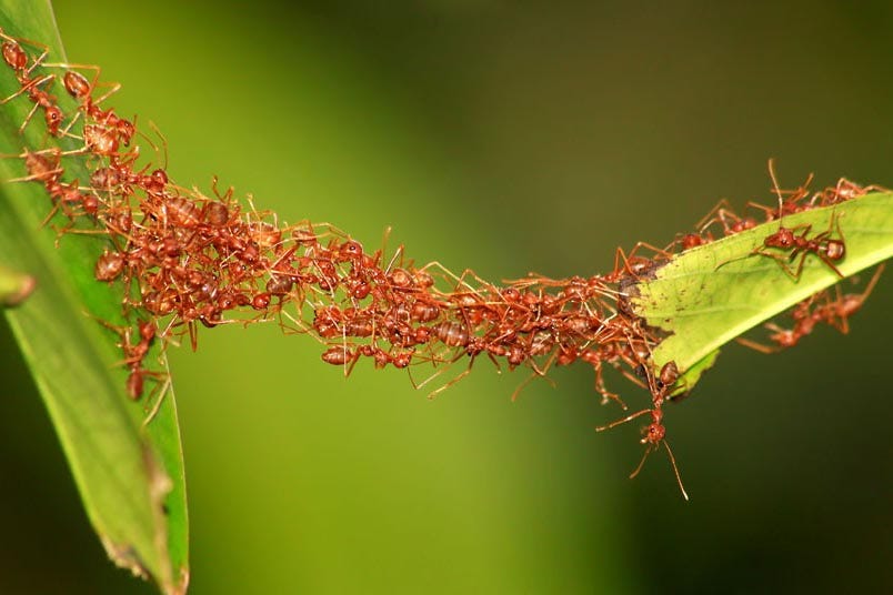 What can ants teach us about organization design (or the lack thereof ...