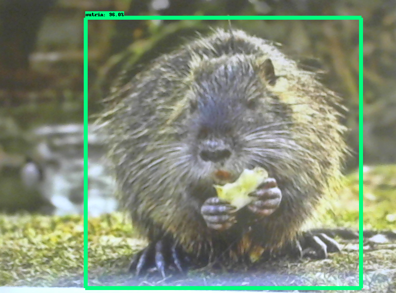 Object detection with TensorFlow on Raspberry Pi | by Elenche Zététique ...