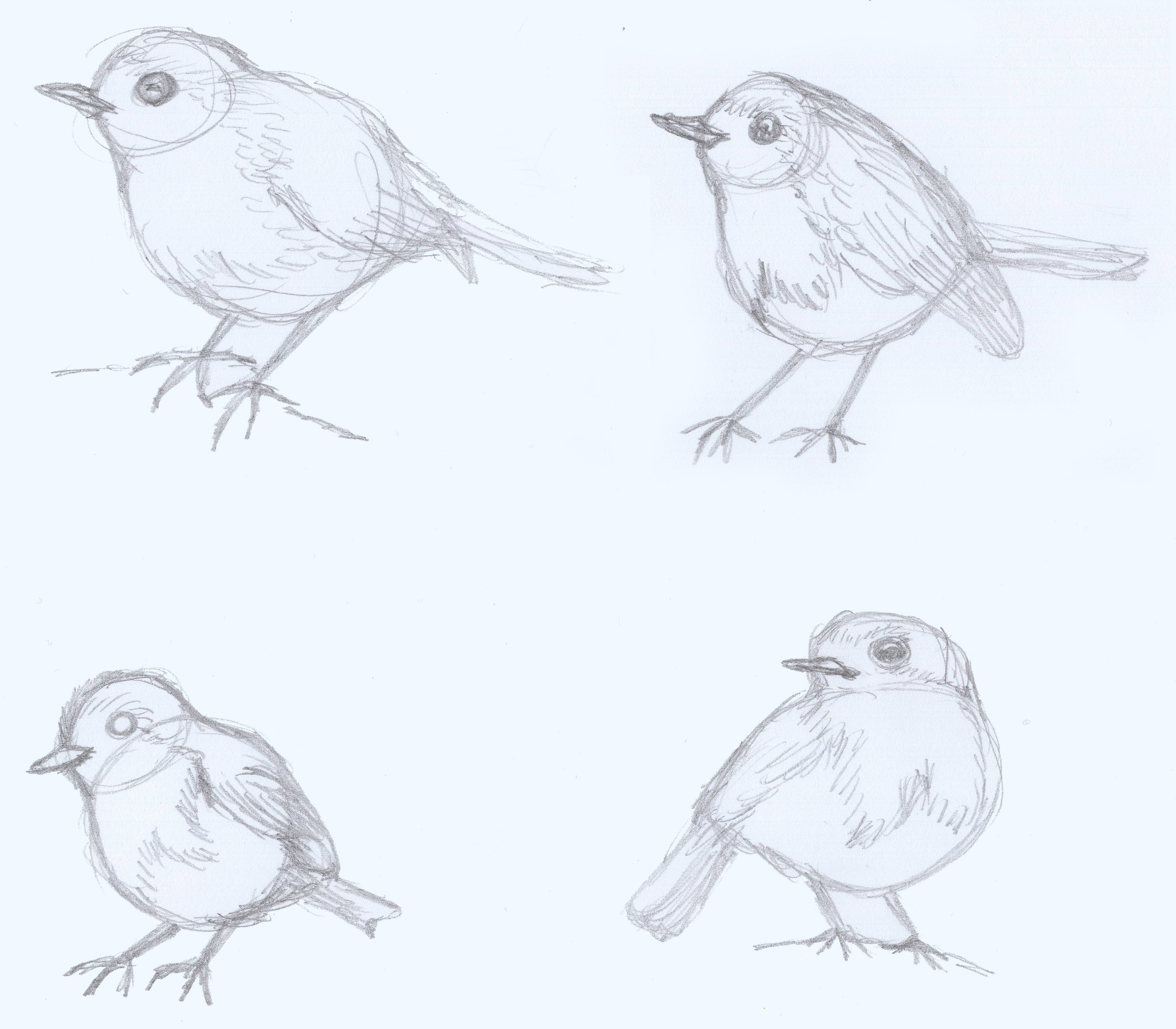 Draw Robin Step By Step