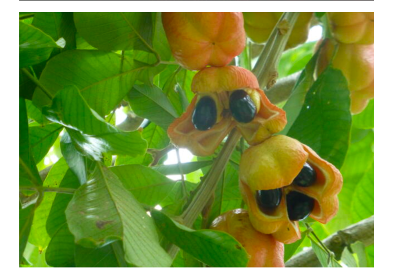 🌿 Ackee: Jamaica’s National Fruit with a Complex Legacy | by Willy ...