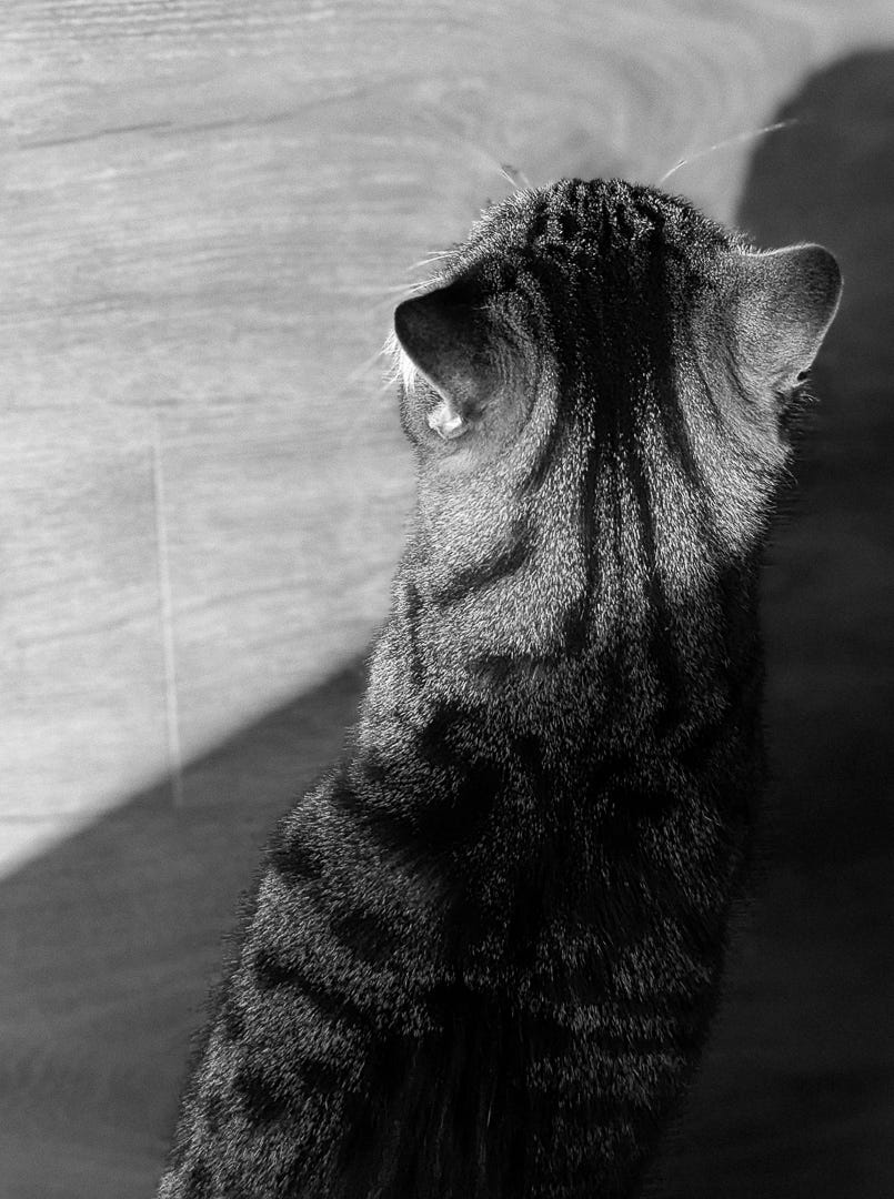 Haiku Photography - Tanka Town - Medium