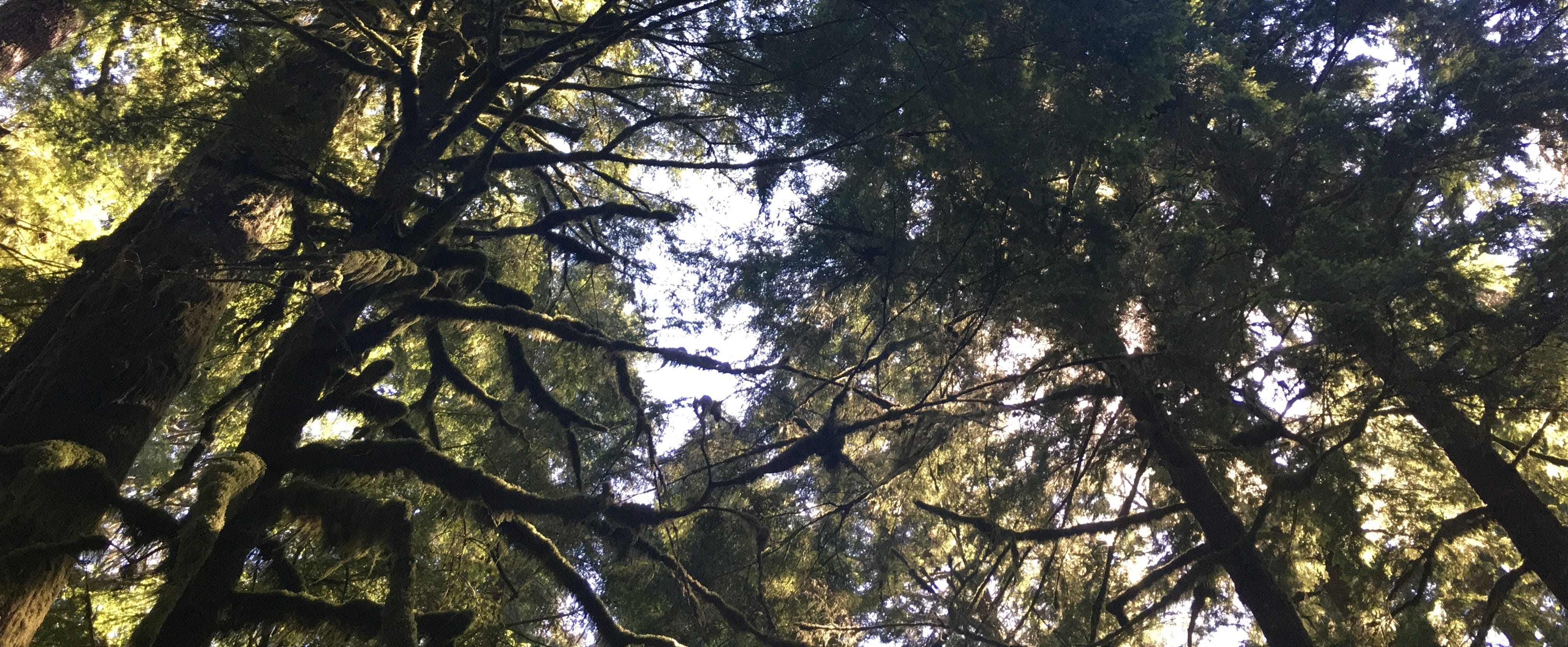 Enchanted Forest Once Upon A Time