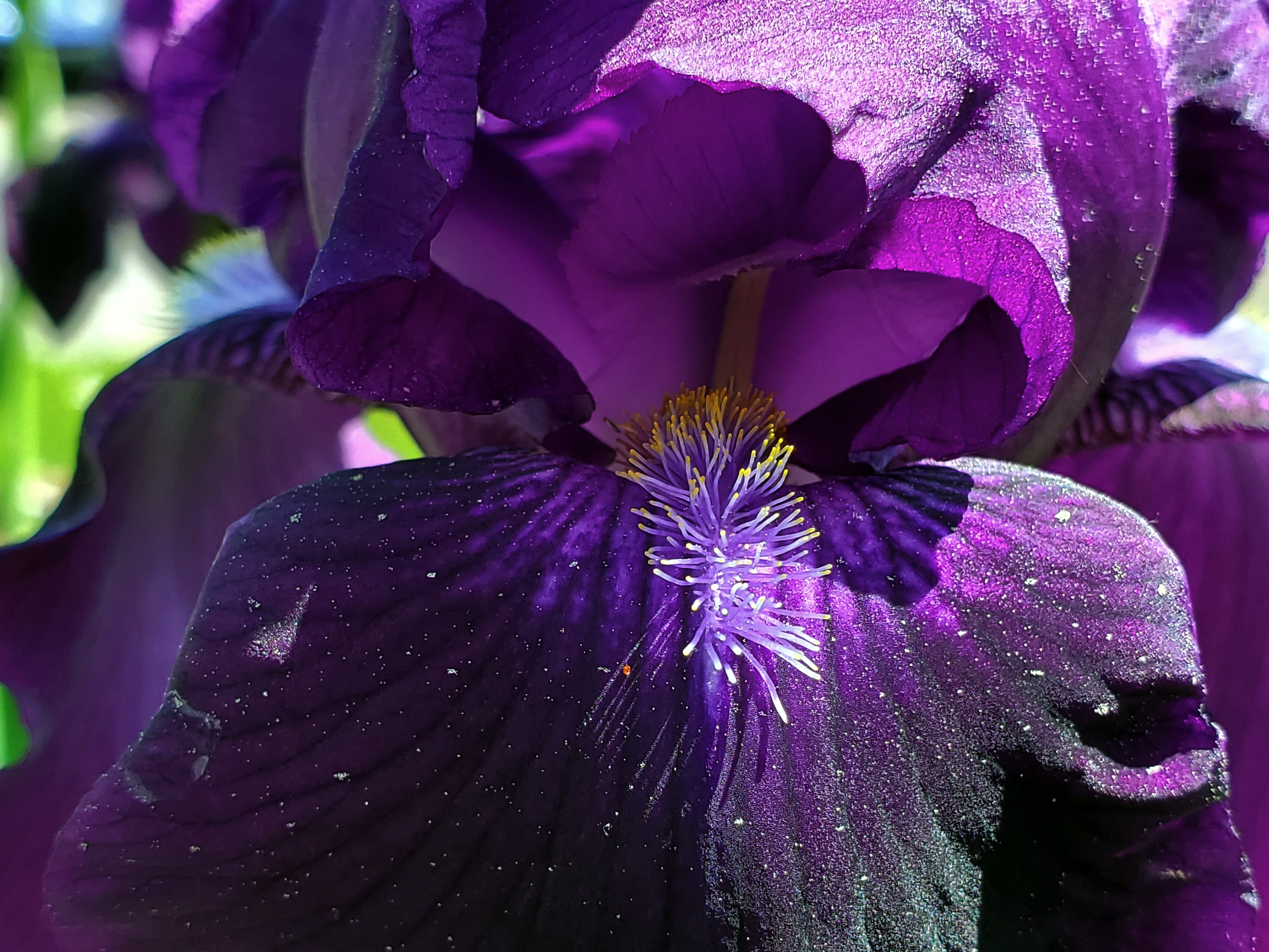 Purple Bearded Iris