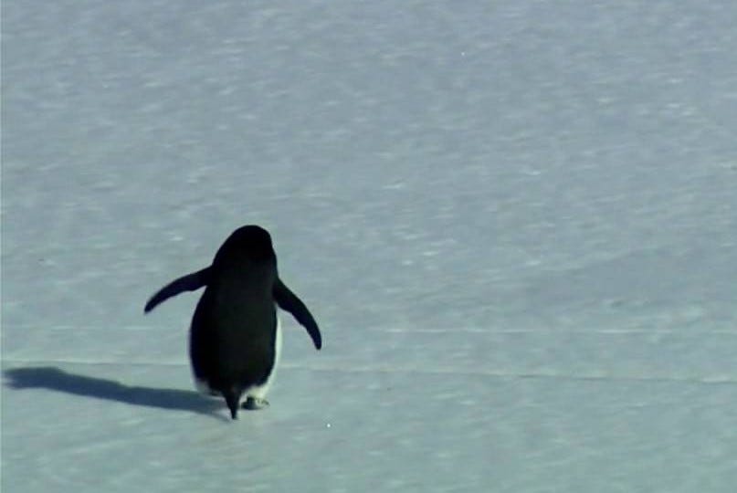 Did the Nihilist Penguin Die?. The viral penguin that walked towards ...