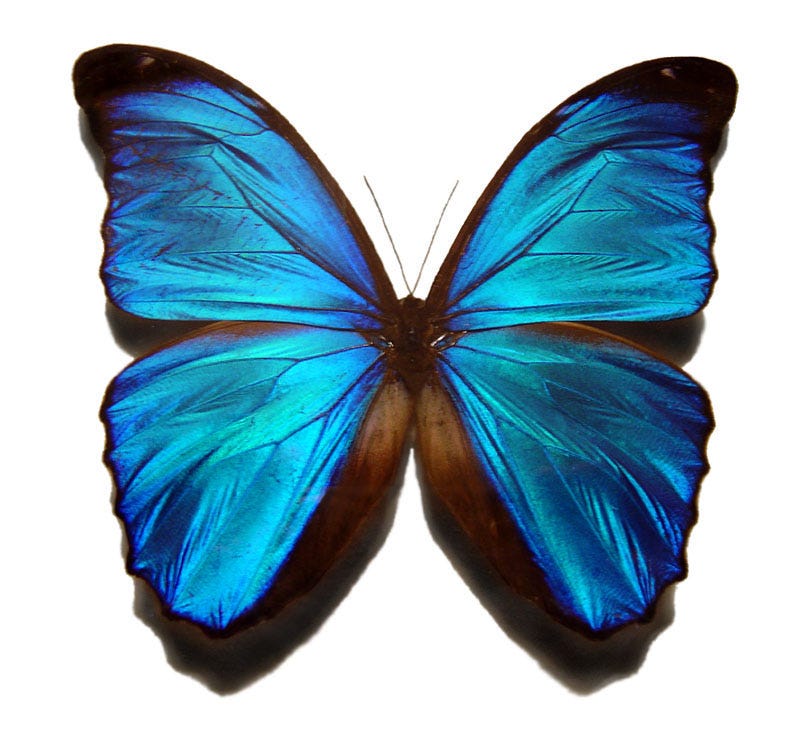 The Butterfly | by Michael J. Foody | Medium