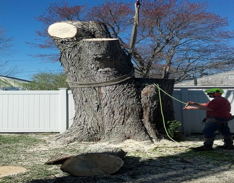 Professional Tree Trimmer — East Lyme CT | by Tomorrowstrees | Medium