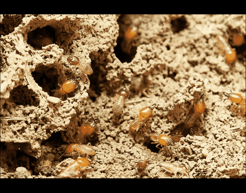 Cockroach Extermination Services. Cockroaches, the resilient and… | by ...