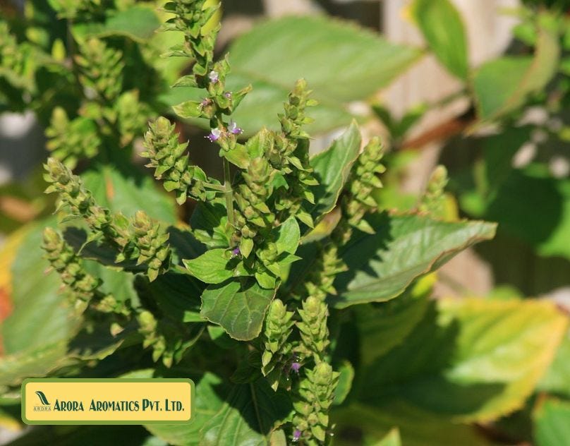 The Essence of Patchouli: A Fragrant Legacy | by Arora Aromatics Pvt ...