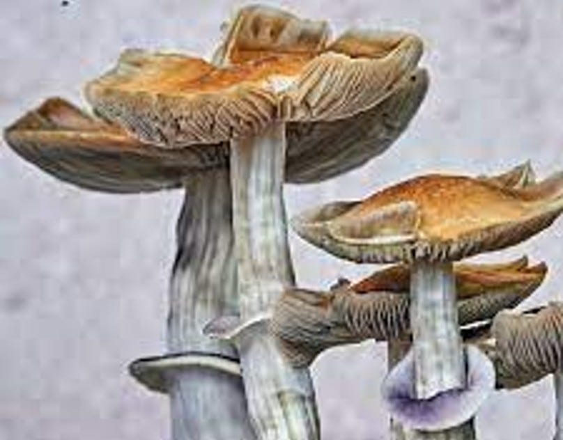 Aroma and Flavor: To Know About Brazilian Cubensis Mushrooms - Real ...