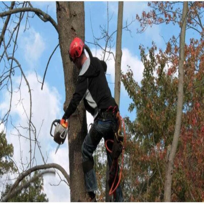 Pasadena Tree Service Pros - Lauren Porter - Medium