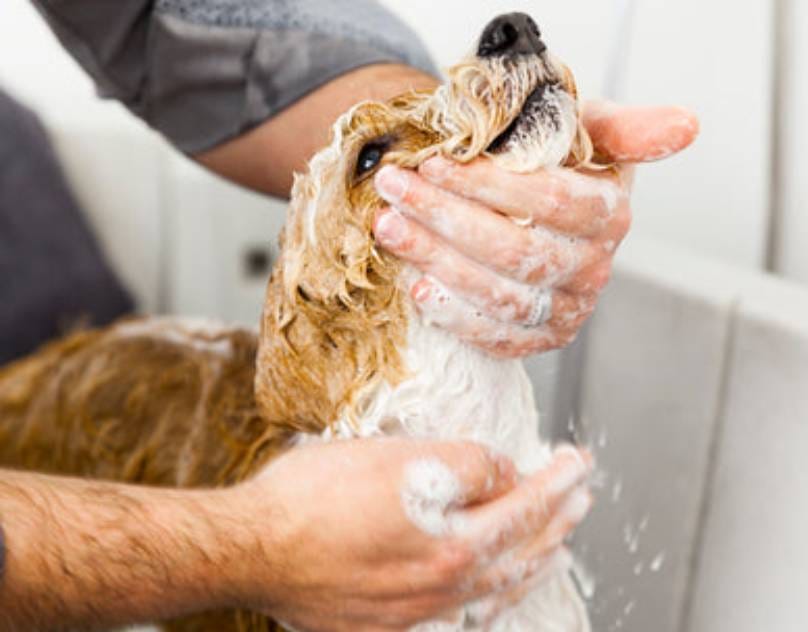 Pet Hygiene Tips: Ensuring a Clean and Healthy Life for Your Beloved ...