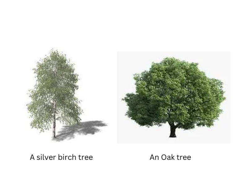 How to Identify Your Trees in Ireland | by Heritage Tree Care Ltd | Oct ...
