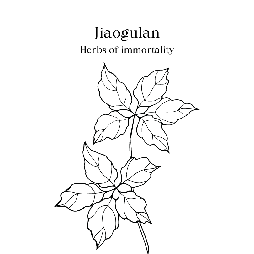 Jiaogulan: Uses and history in traditional medicine | by Mark | Health ...