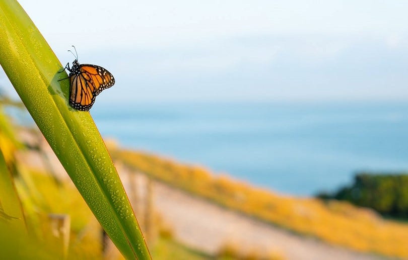 Land and Sea: 4 Ways Monarch Habitat Helps Oceans | by Debbie Dekleva ...