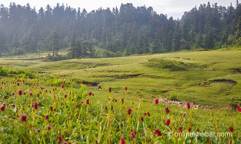The journey of Khaptad by combining rhythm with nature | by Prasant ...
