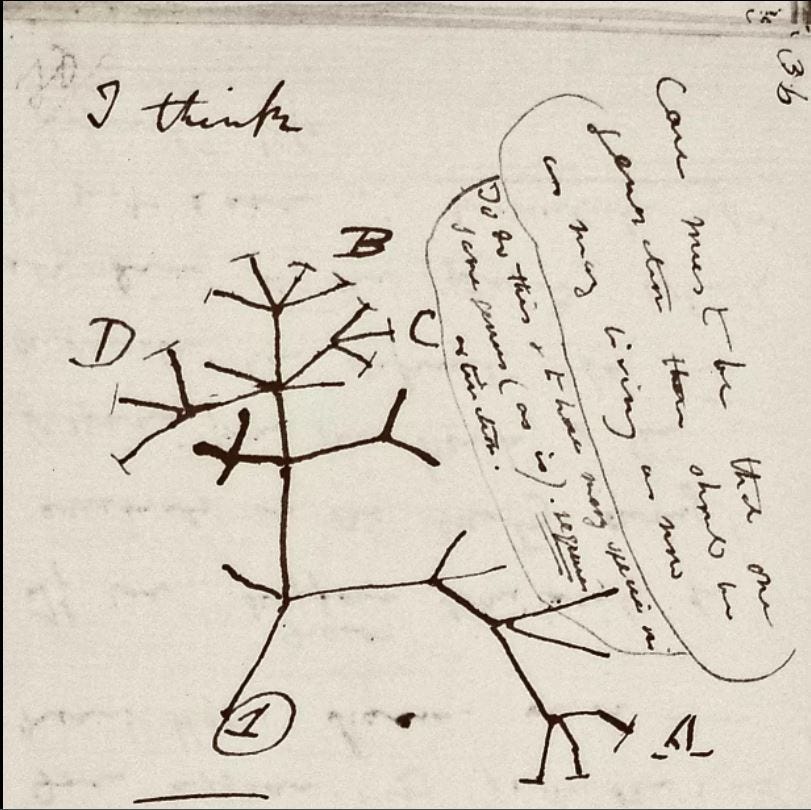 On the banality of species. The idea that humans are an advanced… | by ...
