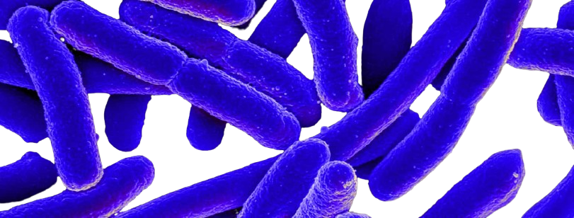 Good E. Coli — Bad E. Coli. By: Paul Claybrook, MS, MBA | by Paul ...