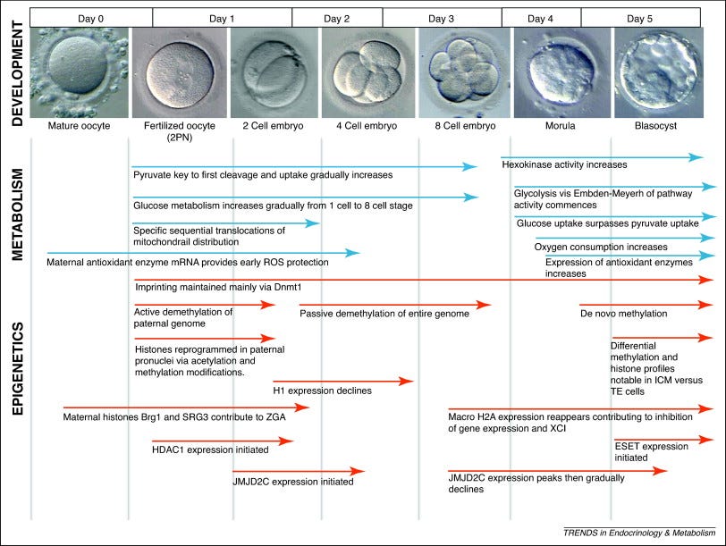 Stressed embryos. IVF lab conditions that adversely… | by Anna Rozen ...