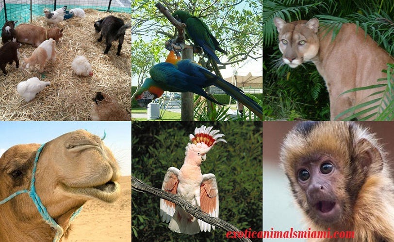 Wide Variety of Miami Exotic Animals to Explore | by Miami Exotic ...