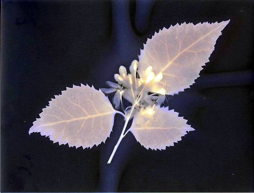 How to Make Lumen Prints. Learn how to create your own lumen… | by ...