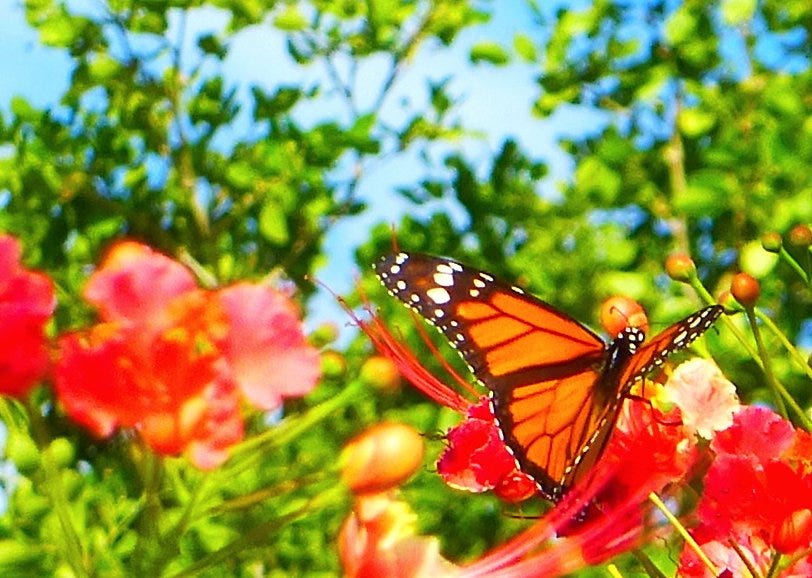 Haiku #2+#3. The butterfly said: | by ithelbrute | Medium