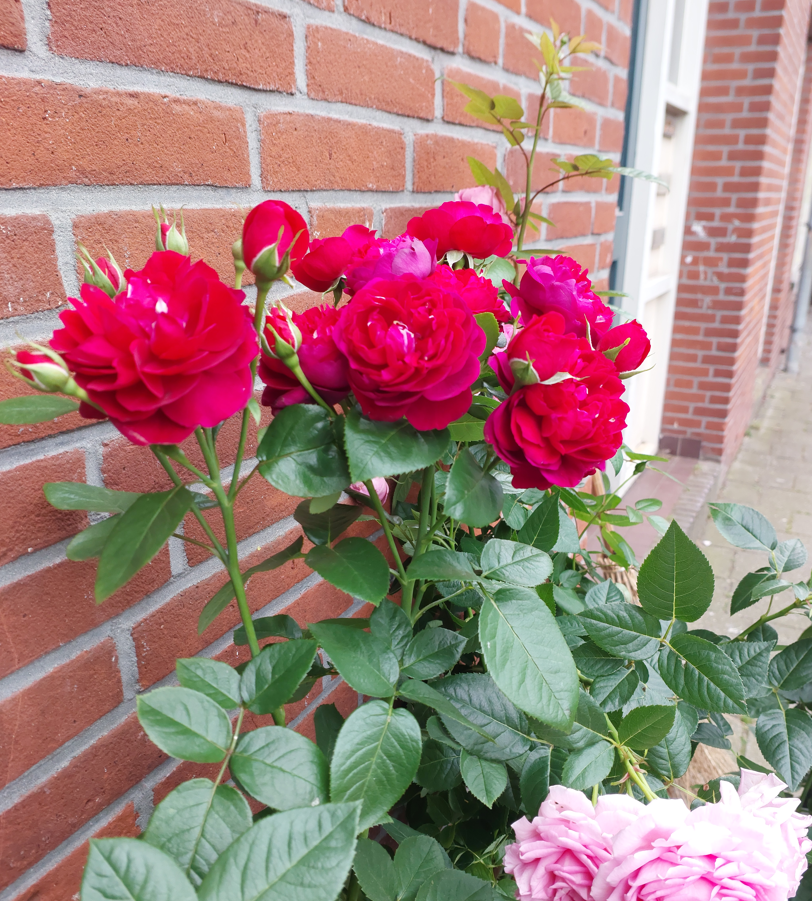 Our Roses Are Growing. The beauty of being in the right… | by Excel ...
