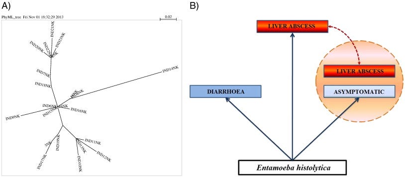Evolutionary genomics and population structure of Entamoeba histolytica | by CSBJ | Medium