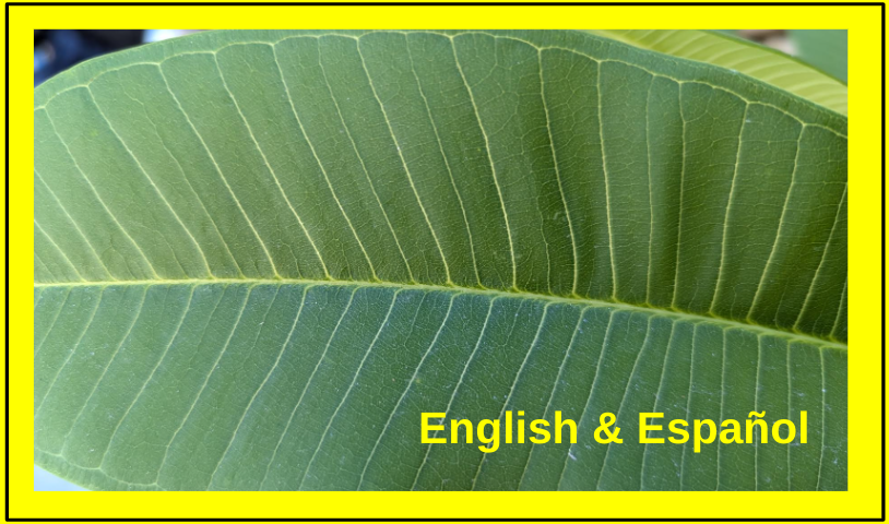 Little Shell Poem Written in English & Spanish | by LuMarLee | The ...