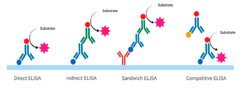 Competitive Elisa Diagram