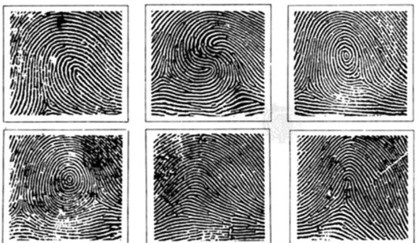 Where are our intricate fingerprint patterns from? | by Lei Li | Mar ...