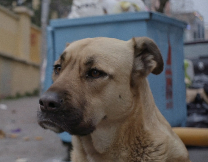 EXCLUSIVE : Stray [2021] - FULL MOVIE WATCH [1080P] | Stray (2021 ...