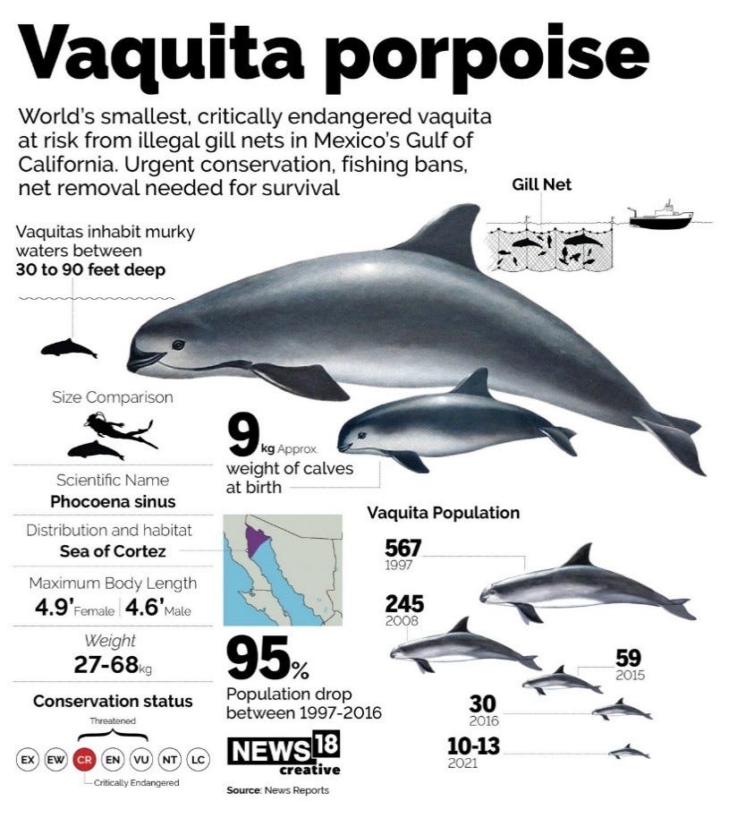 The Endangered Vaquita: A Race Against Time | by Nattamai | Dec, 2024 ...