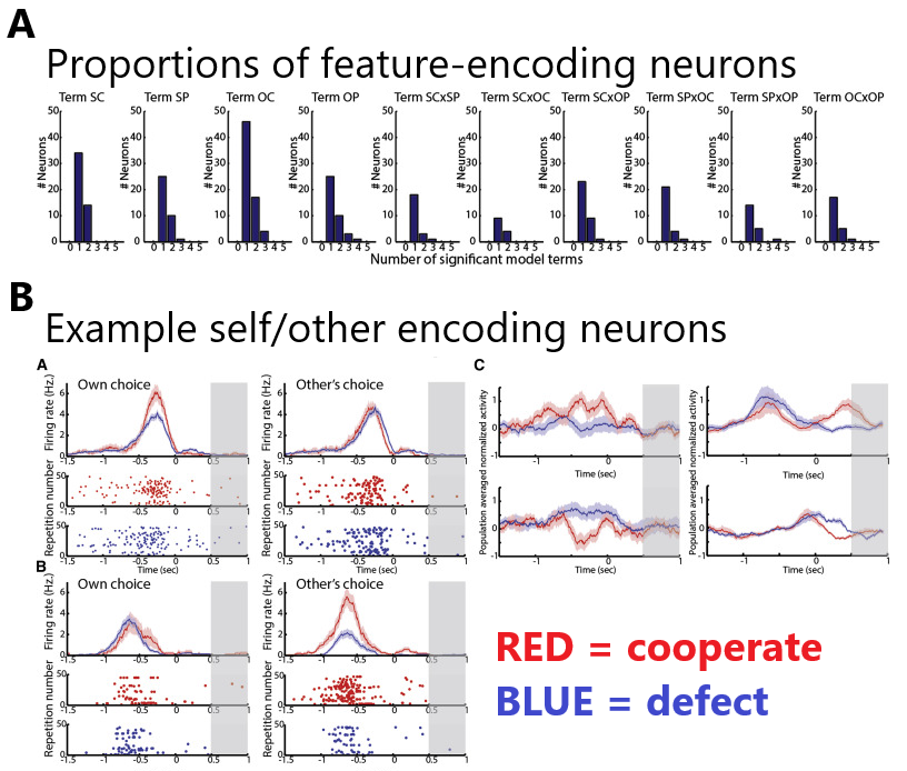 Social cooperation in anterior cingulate cortex neurons | by Thomas ...