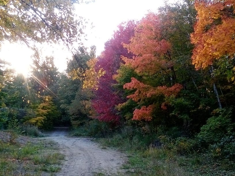 Autumn Stroll - ILLUMINATION - Medium