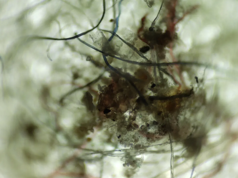 Under The Microscope: Dust is Reality’s Generative Vomit | by Cristiano ...