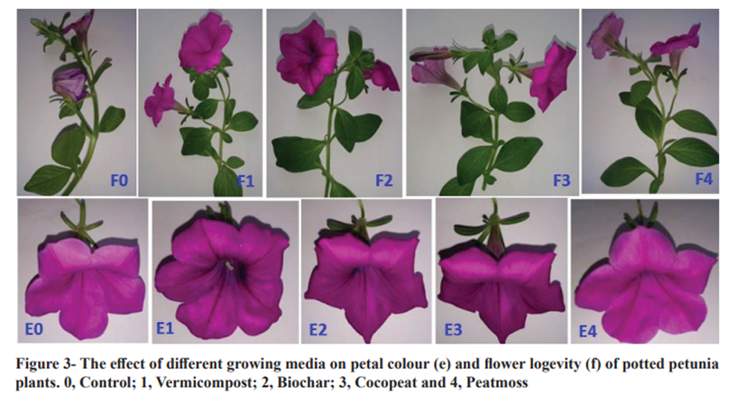 The Effects of Different Growing Media on Growth, Flowering and Quality ...