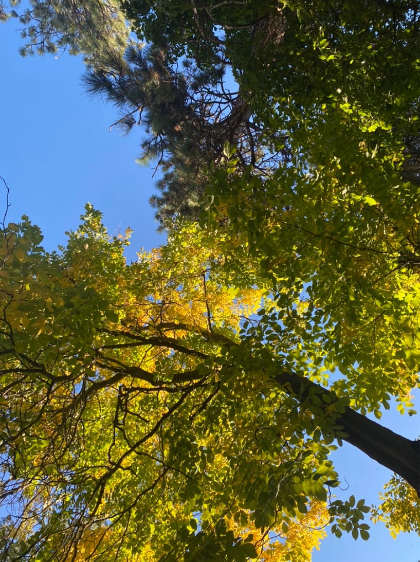 Soul Calling: Choosing Courage Over Comfort on the Path to Purpose | by ...