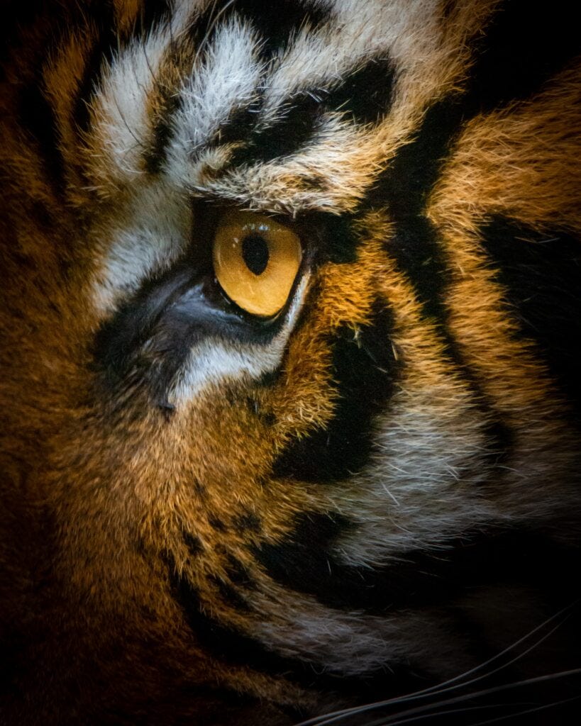 ANIMAL: A Case Study in Neglect Trauma | by Marilyn Cornelius | Medium