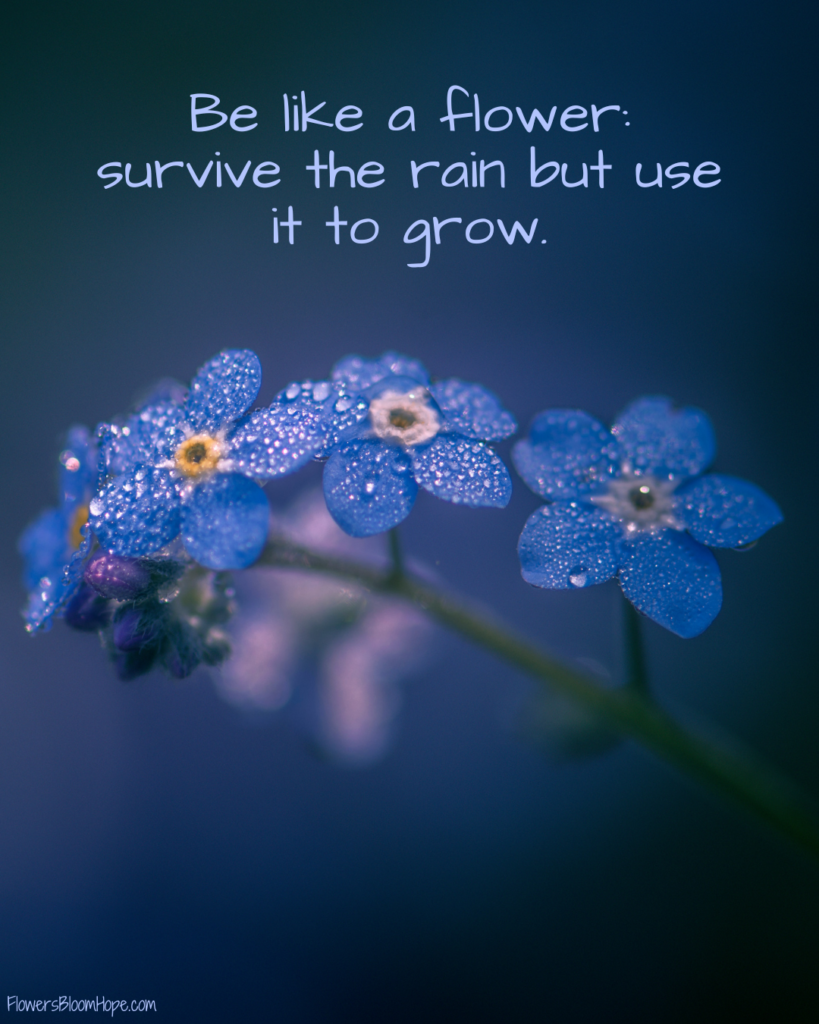 The Little Flower Quotes 48 Beautiful St. Therese The Little Flower