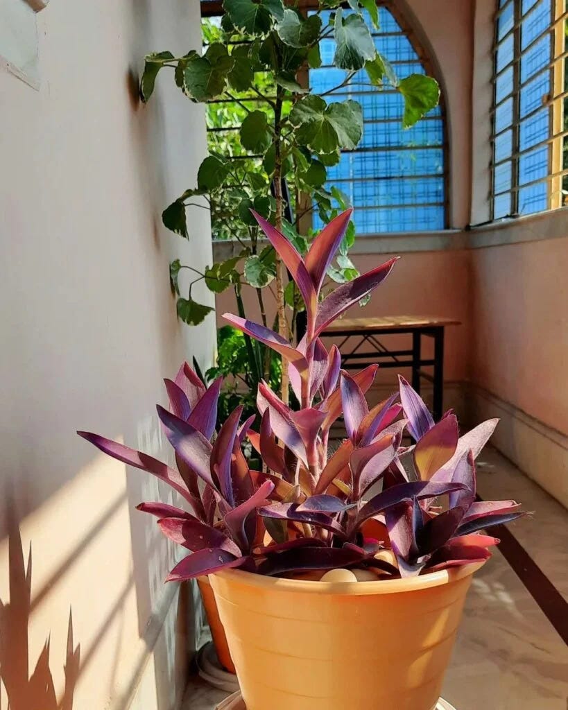 “Purple Heart: A Comprehensive Care Guide” | by AshleyScott | May, 2024 ...