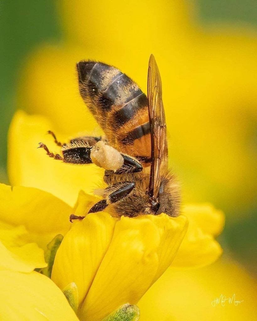 A World Without Bees — Was the Bee Movie Correct? | by Ellie Allain ...