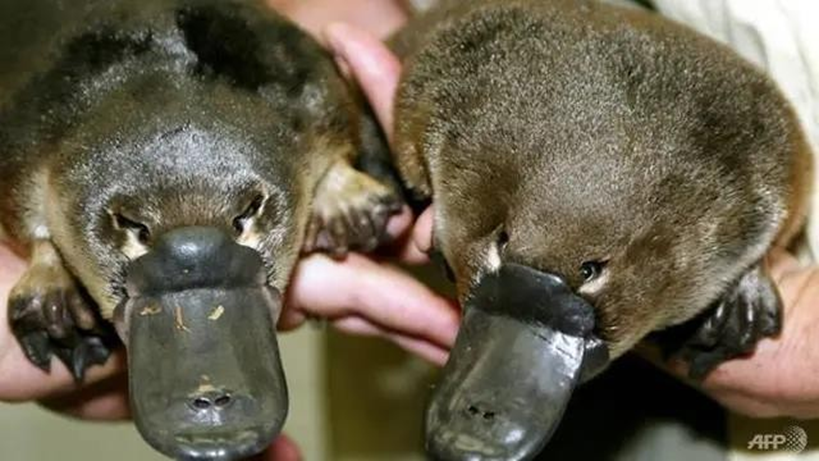 Platipus Kembali Setelah 50 Tahun Punah di Taman Nasional Sydney | by ...