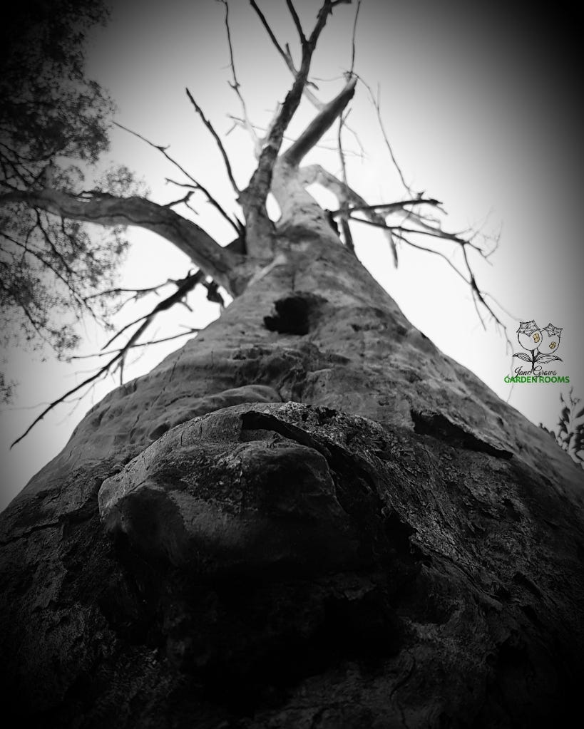 Habitat: Backyard Biodiversity Tip Two | by Jane Frost (Jane Grows ...