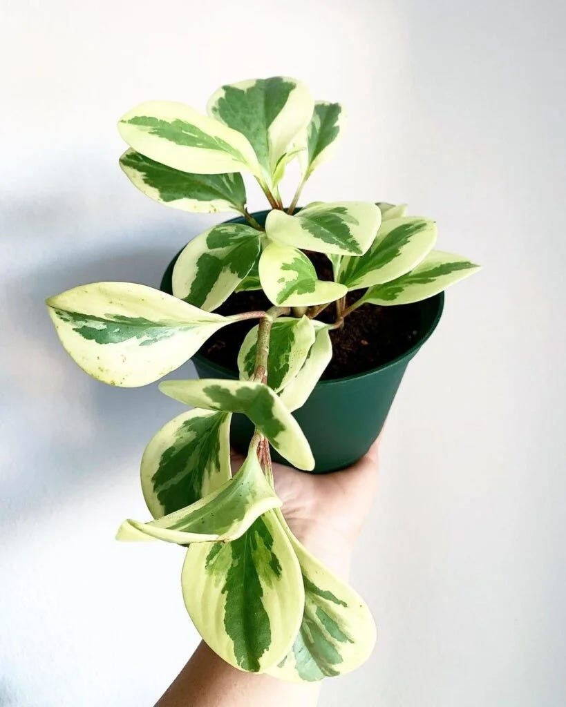 Variegated Peperomia: Showstopping Houseplants - AshleyScott - Medium