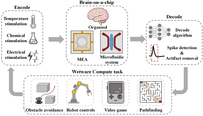 🧠💻 Wetware Computing: When Brains Meet Bytes | by Krithika | Medium