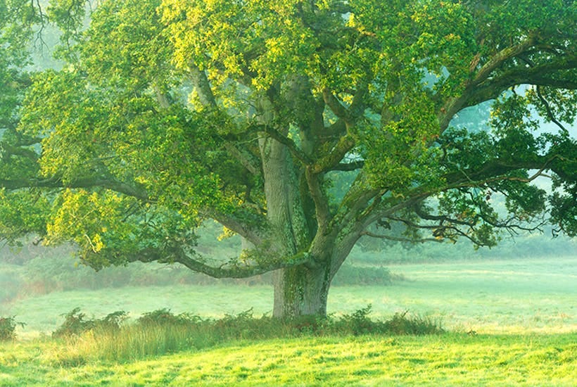 Turning to Spring. Short Fiction | by Michael Shammas | the Cafe